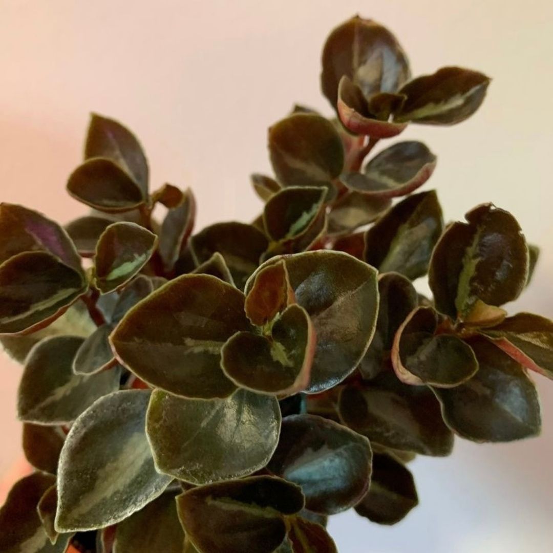 The Top 10 Best Dark Houseplants - The Planty Blog